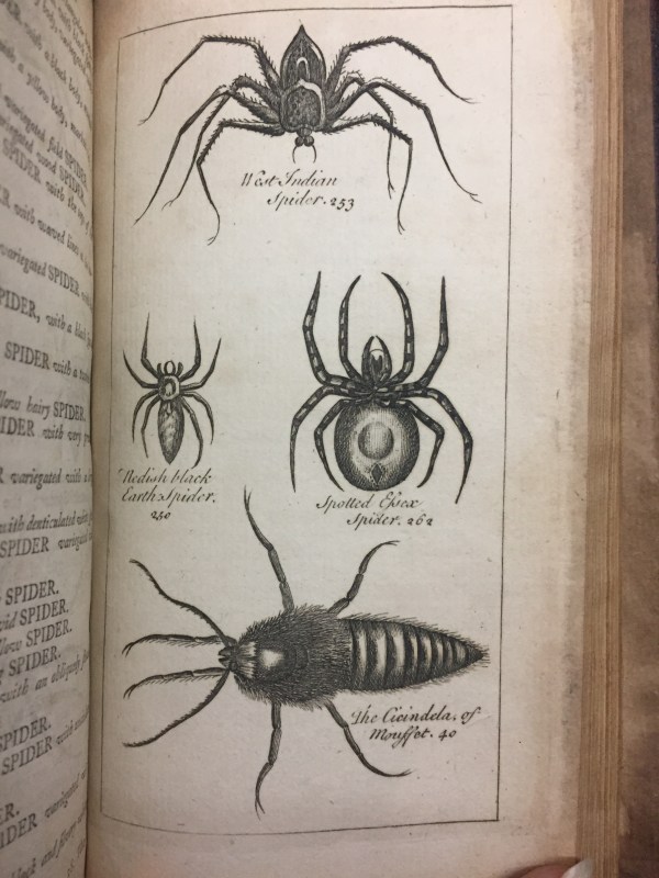 Entomotherapy: The Medical Use of Insects - International Museum of ...