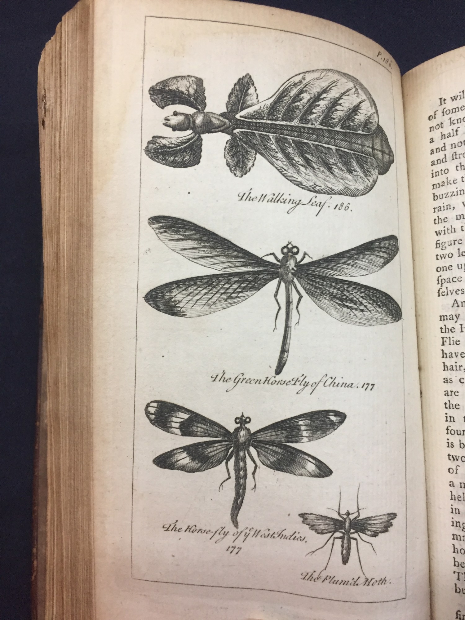 Entomotherapy: The Medical Use of Insects - International Museum of ...