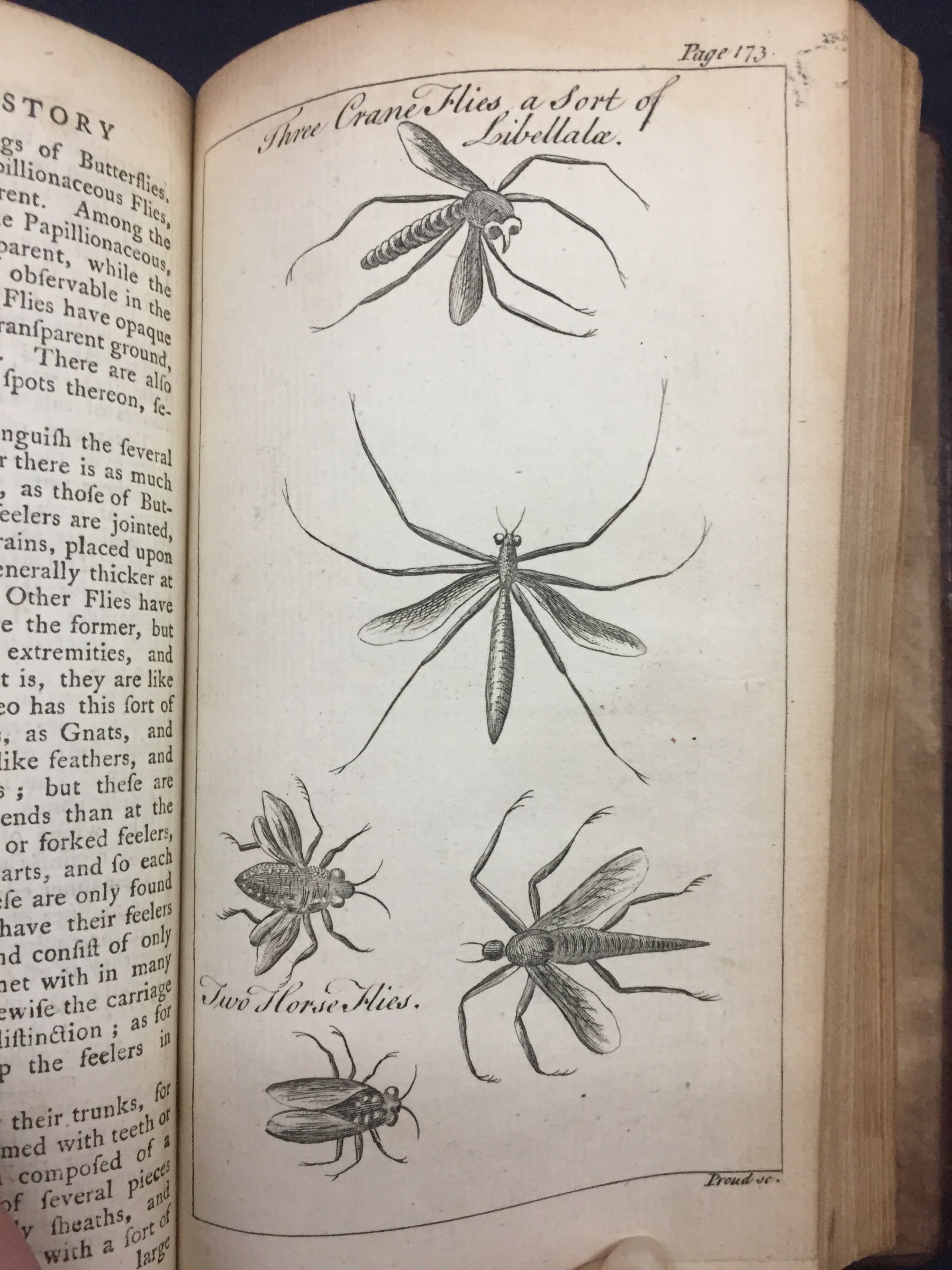 Entomotherapy: The Medical Use of Insects - International Museum of ...