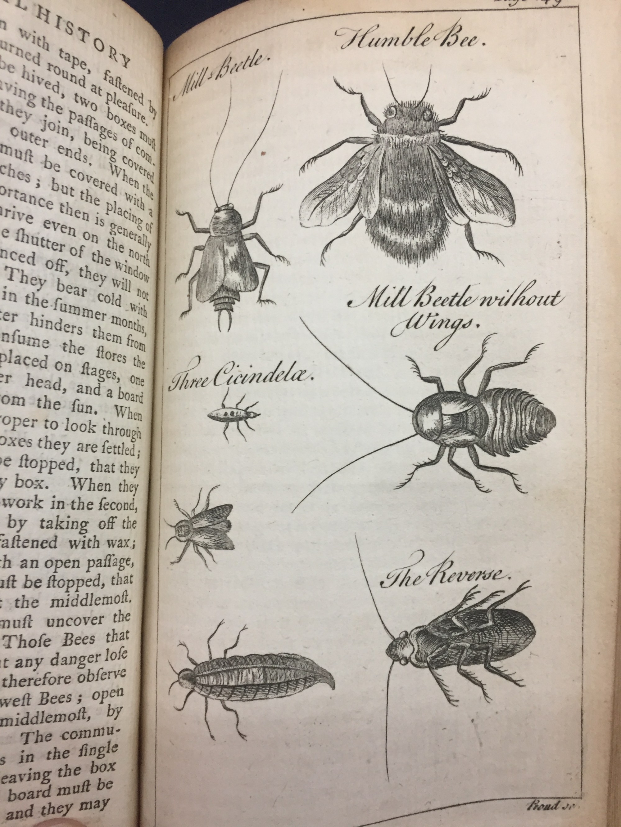 Entomotherapy: The Medical Use of Insects - International Museum of ...