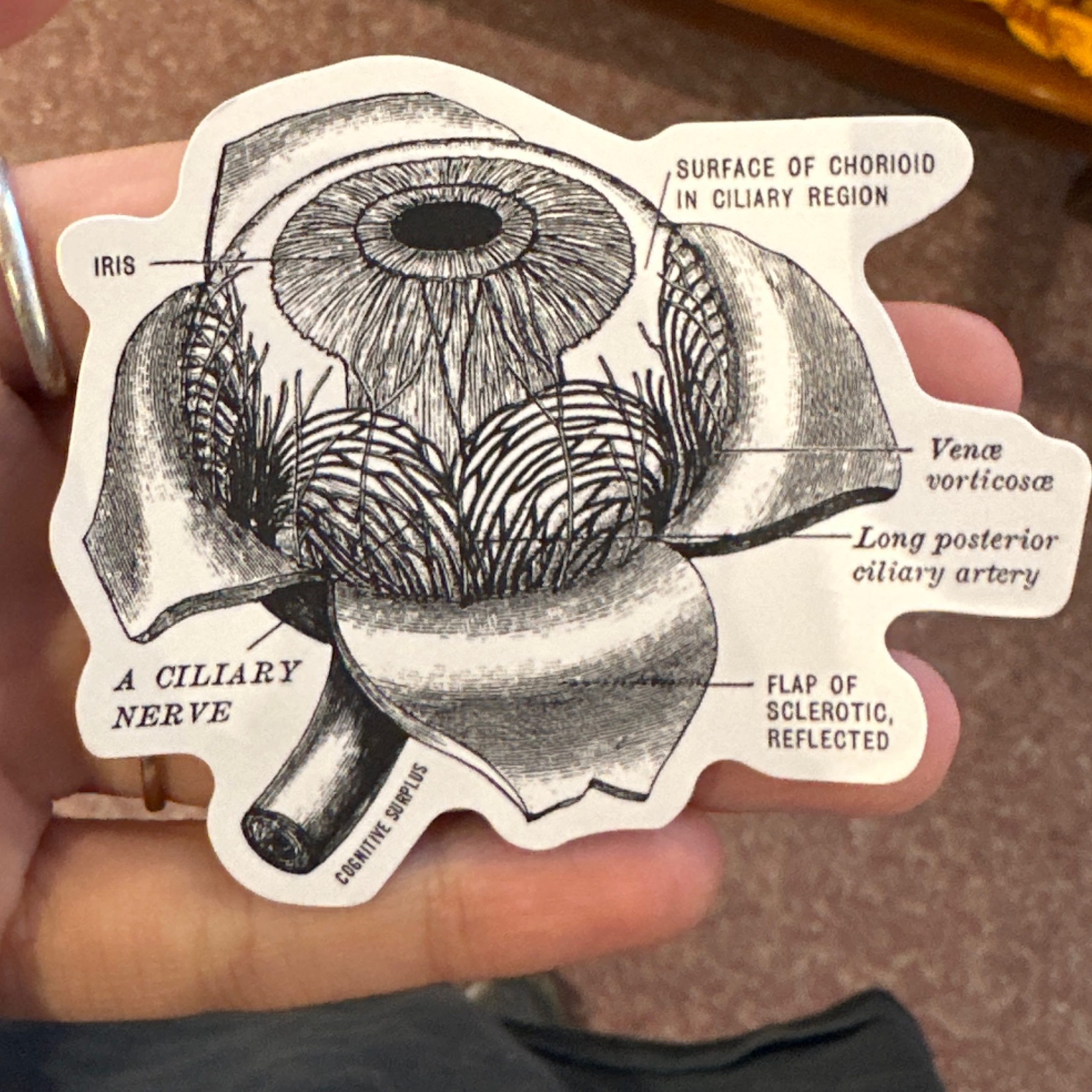 Eye Anatomy Sticker - International Museum of Surgical Science